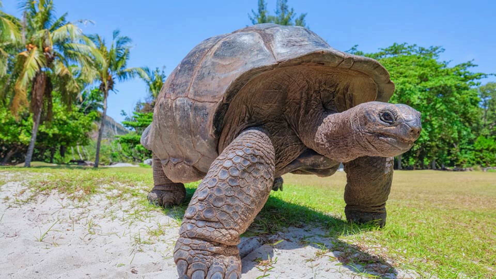 Conservation and Nature Reserves in the Seychelles